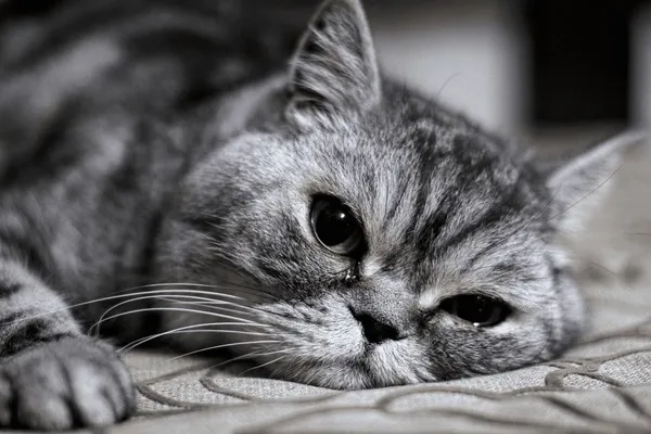 Why Is My Cat Crying? Causes & How to Help Your Feline Friend
